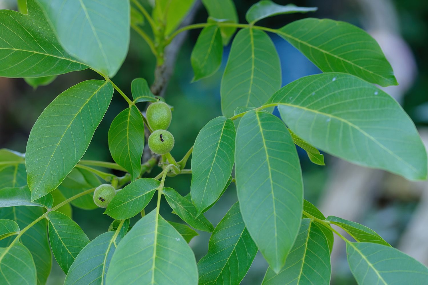 Observe as folhas e descubra as diferentes formas e espécies Florestas