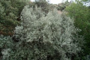 Salgueiro: um género das margens de rios e lagoas