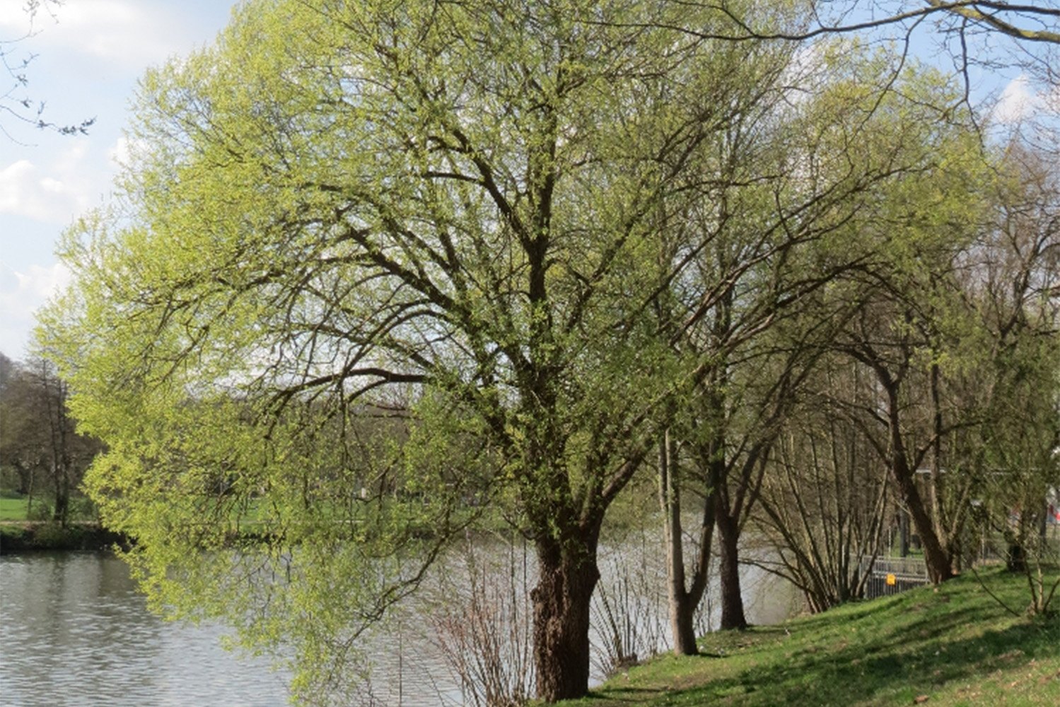 Salgueiro: um género das margens de rios e lagoas