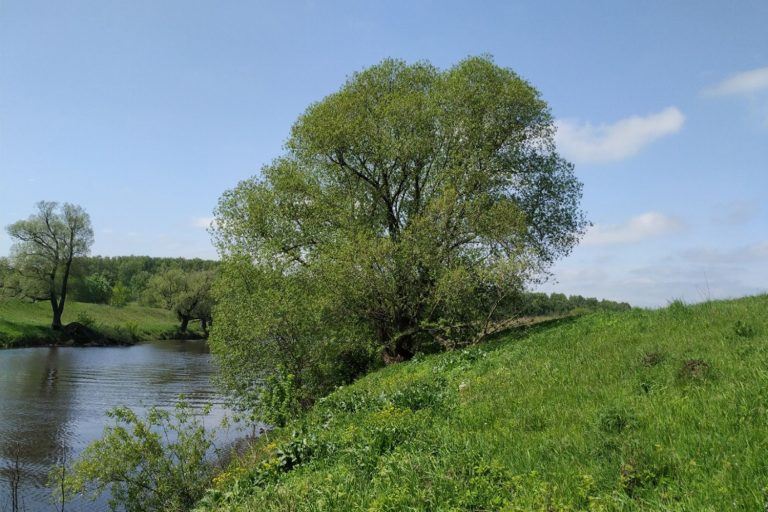Salgueiro: um género das margens de rios e lagoas