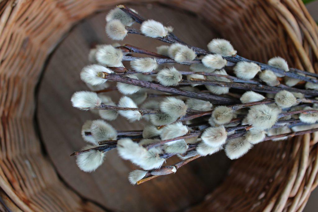 Salgueiro: um género das margens de rios e lagoas