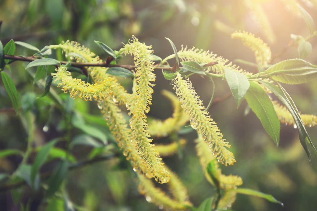 Salgueiro: um género das margens de rios e lagoas