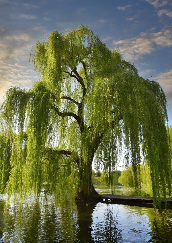 Salgueiro: um género das margens de rios e lagoas