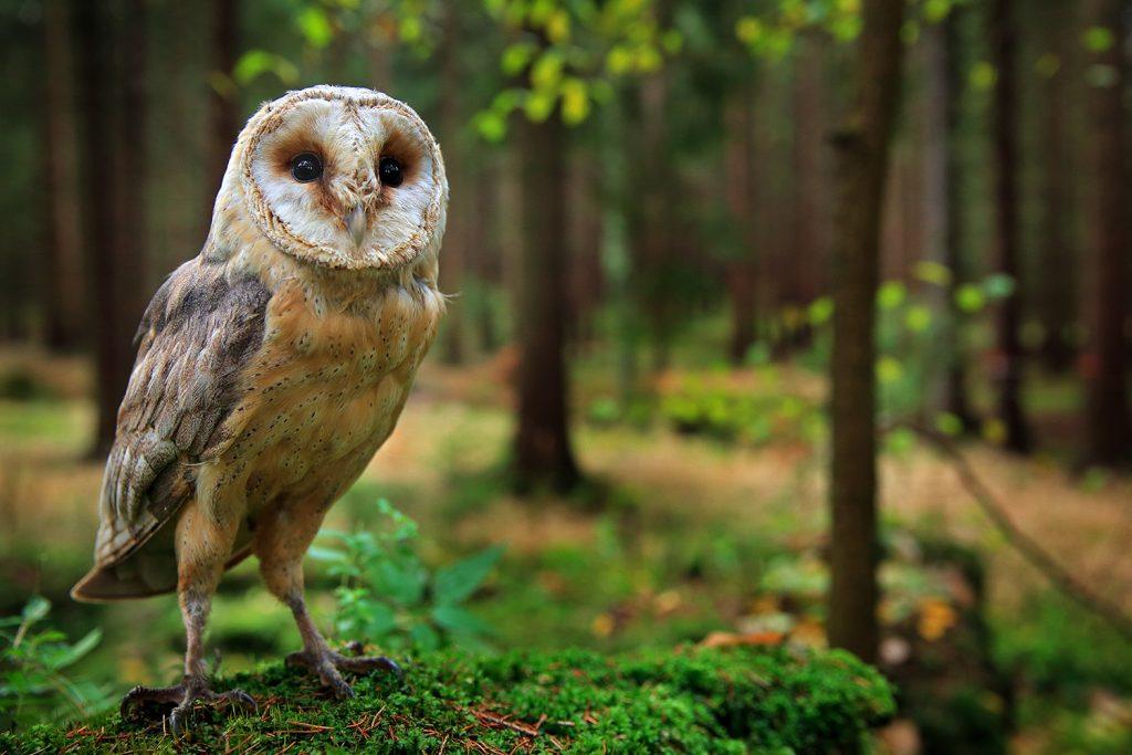 Floresta temperada: ao ritmo das quatro estações do ano Florestas