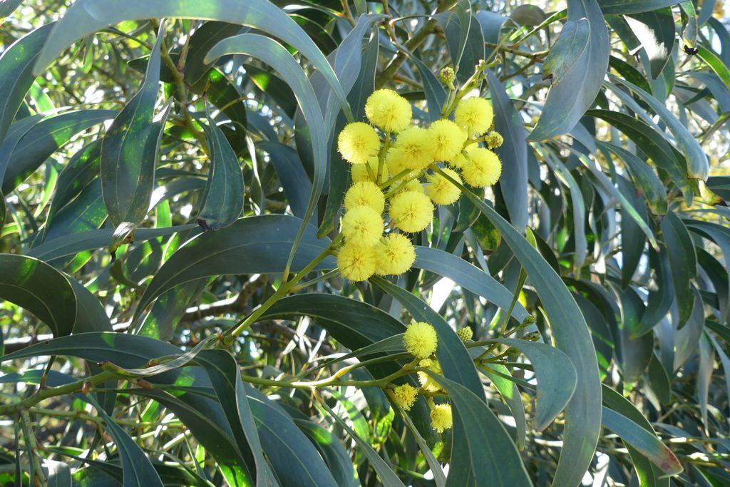 Acácias: como reconhecer estas invasoras em Portugal? Florestas