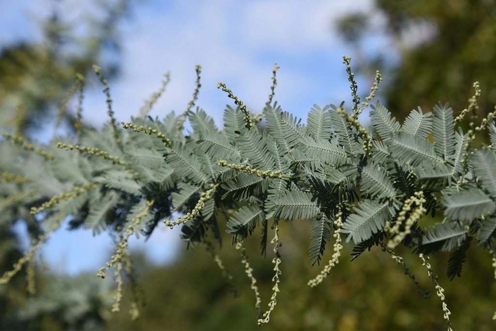 Acácias: como reconhecer estas invasoras em Portugal? Florestas