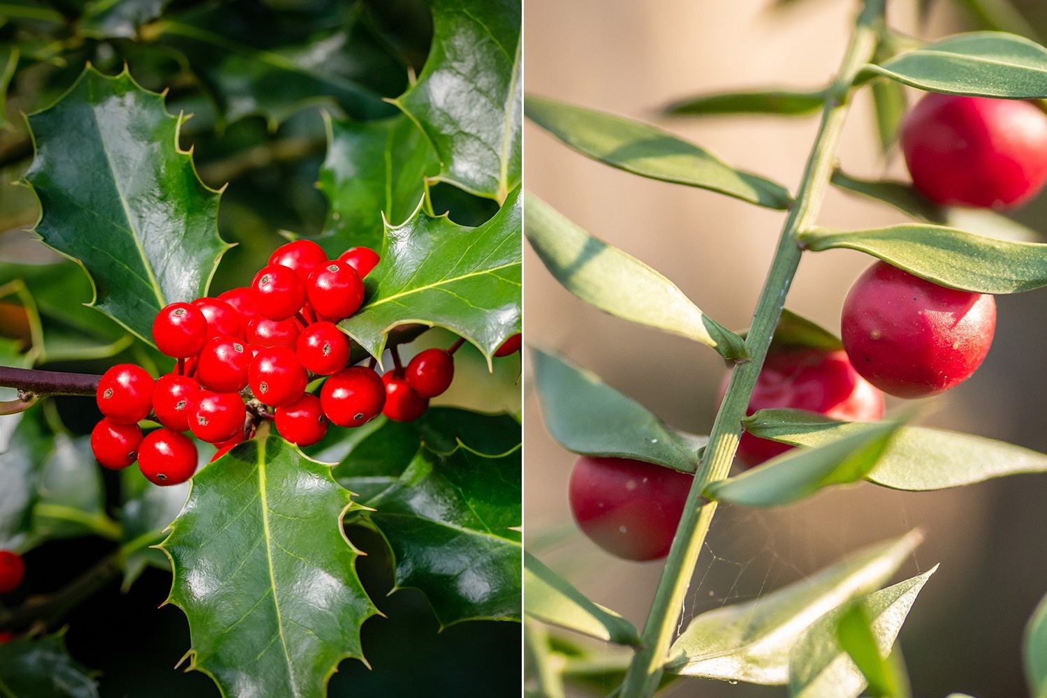 Lendas e tradições das árvores, arbustos e plantas de Natal Florestas