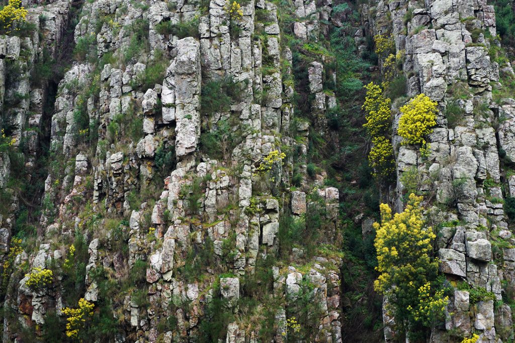 O que é um Monumento Natural e quantos temos em Portugal? Florestas