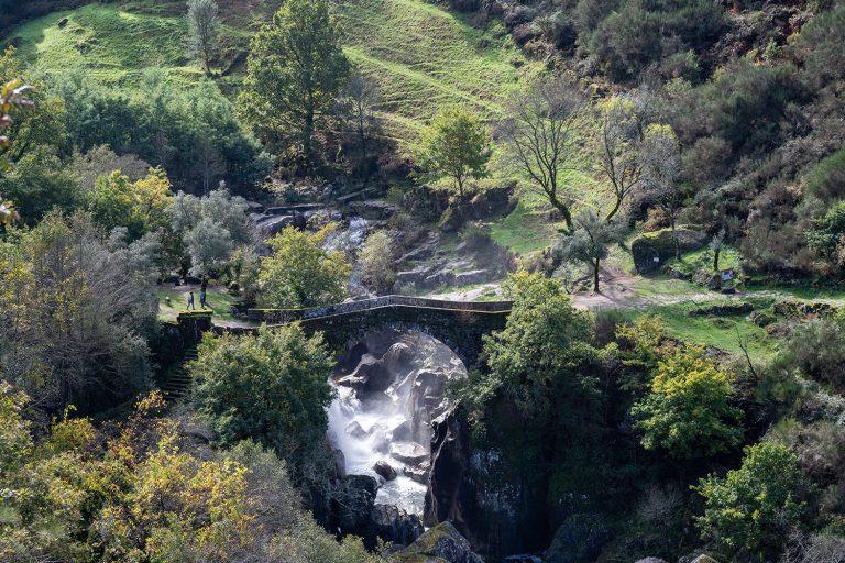 A floresta em 2025 e como evoluiu desde 1990 segundo a FAO Florestas