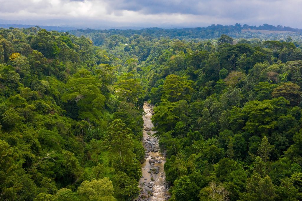 A floresta em 2025 e como evoluiu desde 1990 segundo a FAO Florestas